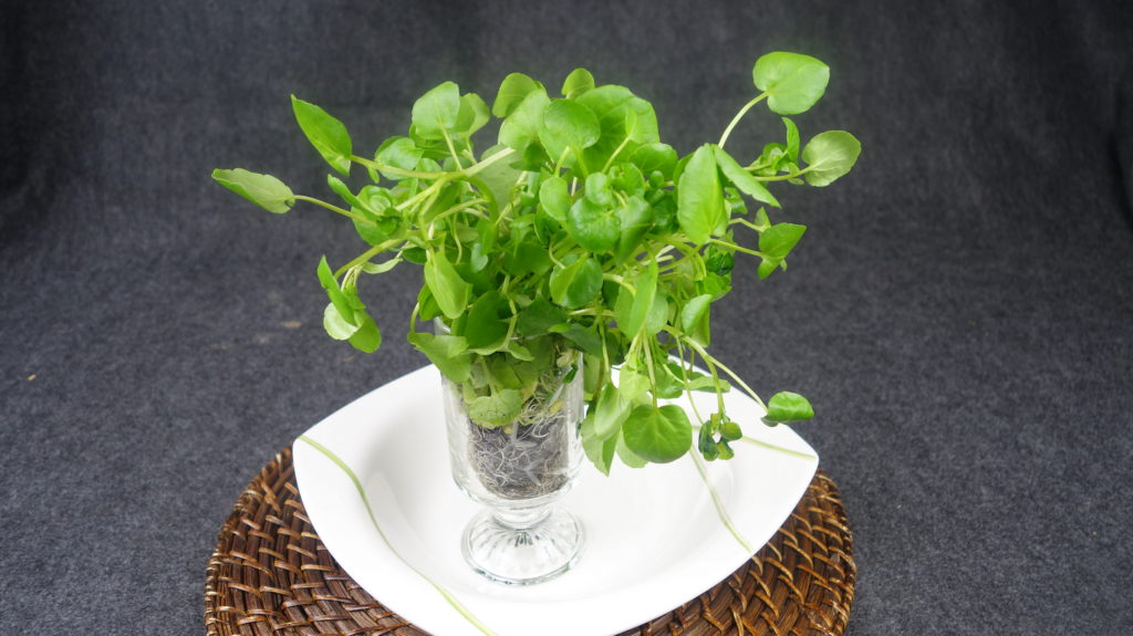 Watercress - # 1 Ranked Nutritious Veggie - Food for Your Body, Mind ...