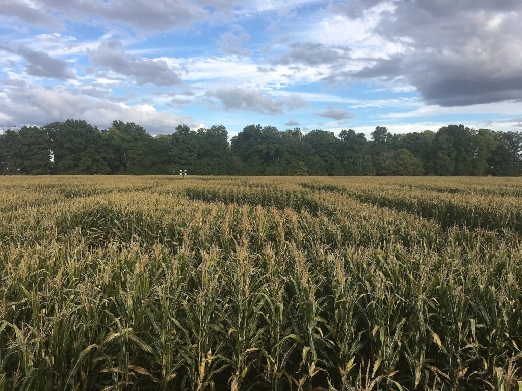 Exploration Acres - Netflix - Stranger Things - Food for Your Body ...